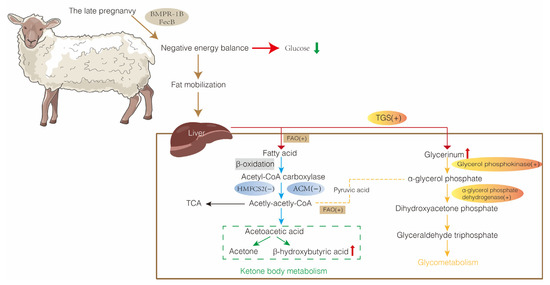 Pregnancy Toxemia in Ewes: A Review of Molecular Metabolic Mechanisms ...
