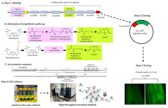 A Four-Step Platform to Optimize Growth Conditions for High-Yield ...