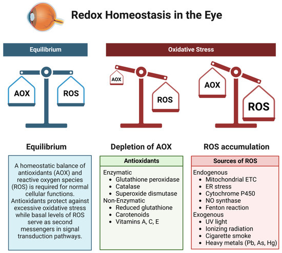 Role of Oxidative Stress in Ocular Diseases: A Balancing Act