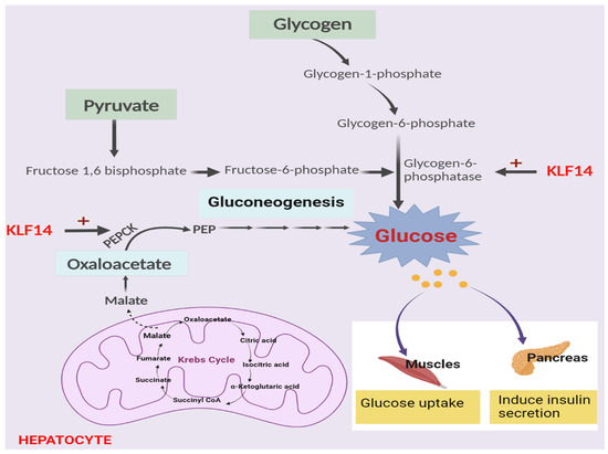 Biochemical Activation and Regulatory Functions of Trans-Regulatory ...