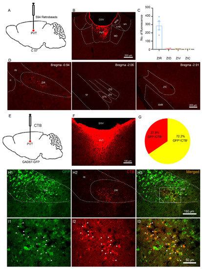 Projections from the Rostral Zona Incerta to the Thalamic ...