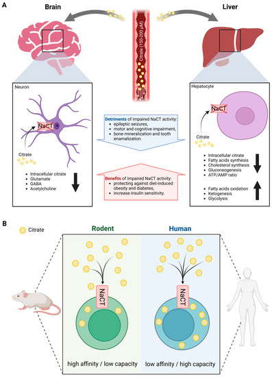 Mapping the Metabolic Niche of Citrate Metabolism and SLC13A5