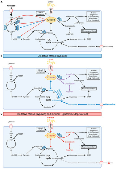 Mapping the Metabolic Niche of Citrate Metabolism and SLC13A5