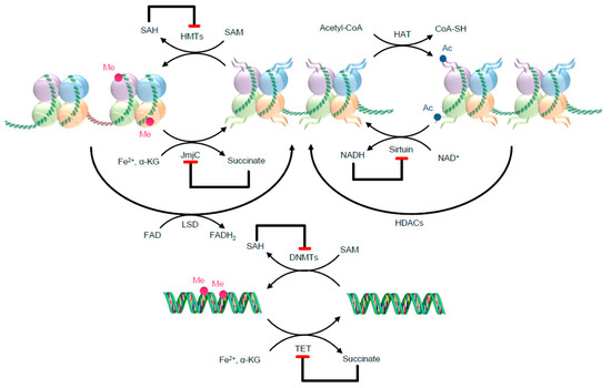 Epigenetic Modifications Induced by the Gut Microbiota May Result from ...