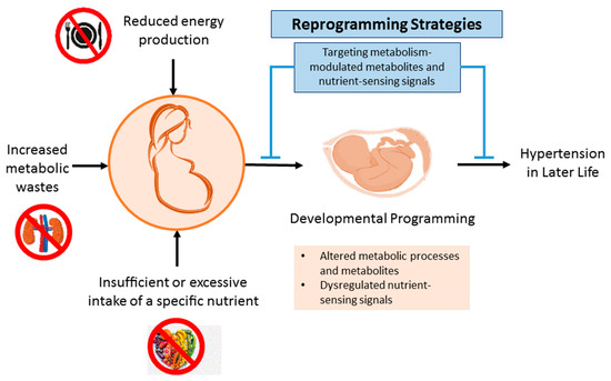 The Impact of Nutrient Intake and Metabolic Wastes during Pregnancy on ...