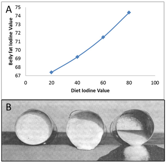 Eat like a Pig to Combat Obesity