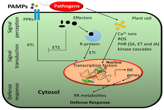 Decoding Metabolic Reprogramming in Plants under Pathogen Attacks, a Comprehensive Review of ...