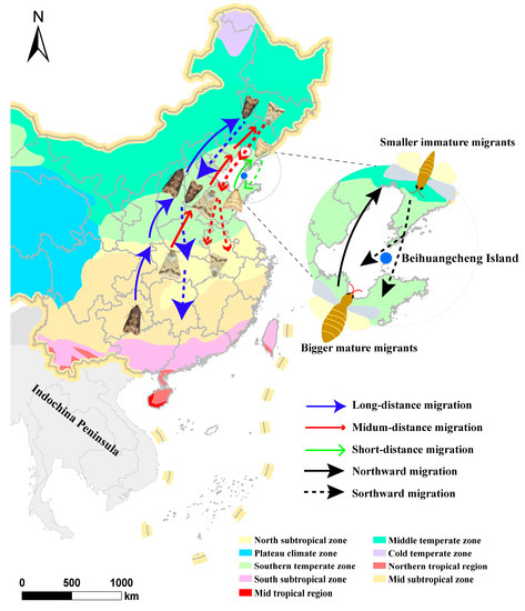 Biological Characteristics and Energy Metabolism of Migrating Insects