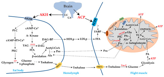 Biological Characteristics and Energy Metabolism of Migrating Insects
