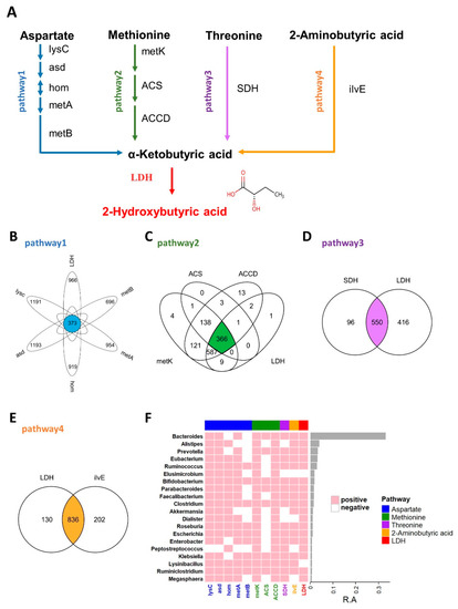 2 Hydroxybutyric Acid-Producing Bacteria in Gut Microbiome and ...