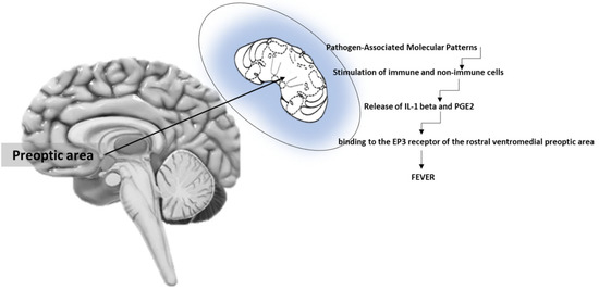Microbial and Host Metabolites at the Backstage of Fever: Current ...
