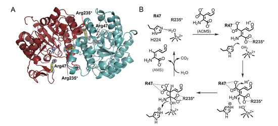Kynurenine Pathway Regulation at Its Critical Junctions with ...