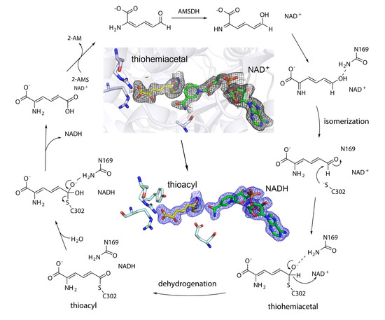 Kynurenine Pathway Regulation at Its Critical Junctions with ...