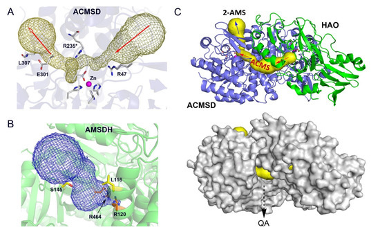 Kynurenine Pathway Regulation at Its Critical Junctions with ...