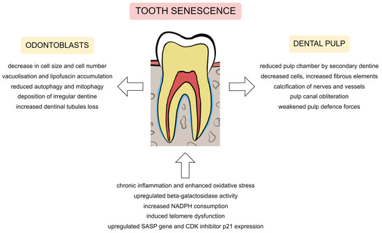 The Role of Cellular Metabolism in Maintaining the Function of the Dentine-Pulp Complex: A ...