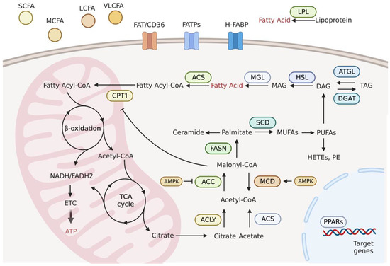 Integrated Control of Fatty Acid Metabolism in Heart Failure