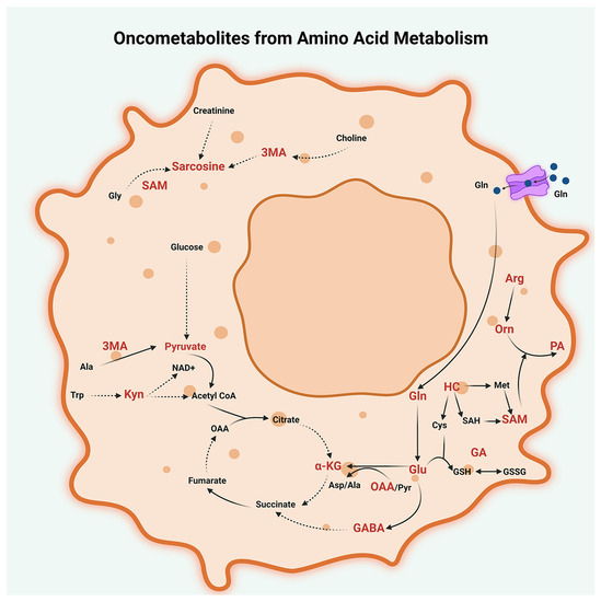 Targeting Oncometabolites in Peritoneal Cancers: Preclinical Insights ...