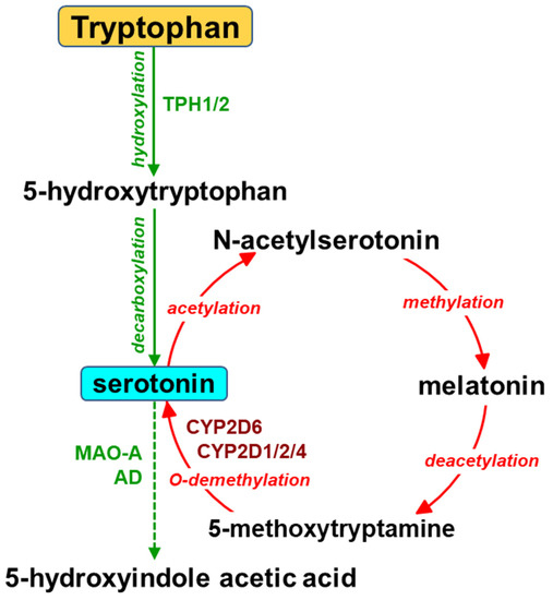 The Engagement of Cytochrome P450 Enzymes in Tryptophan Metabolism