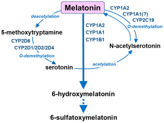 The Engagement of Cytochrome P450 Enzymes in Tryptophan Metabolism