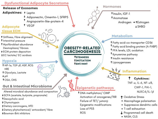 Molecular Mechanisms of Western Diet-Induced Obesity and Obesity ...