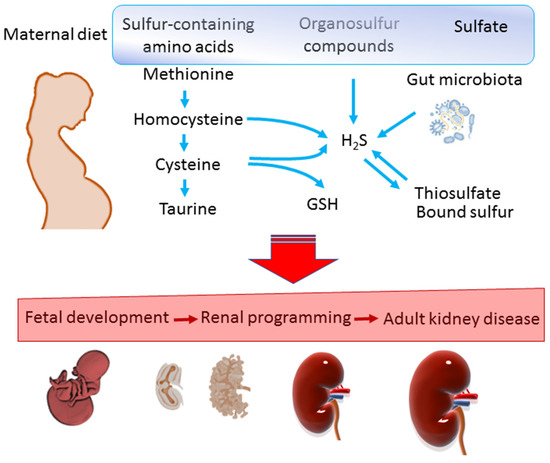 Sulfur-Containing Amino Acids, Hydrogen Sulfide, and Sulfur Compounds ...