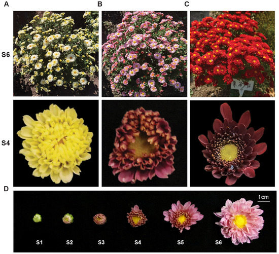 Metabolites | Free Full-Text | Metabolomics and Transcriptomics ...