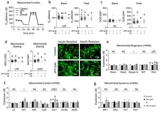 The Selective LAT1 Inhibitor JPH203 Enhances Mitochondrial Metabolism ...