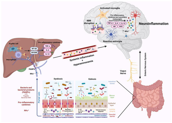 Gut Microbiota and Neuroinflammation in Acute Liver Failure and Chronic ...