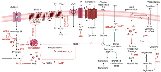 Red Blood Cell Metabolism In Vivo and In Vitro