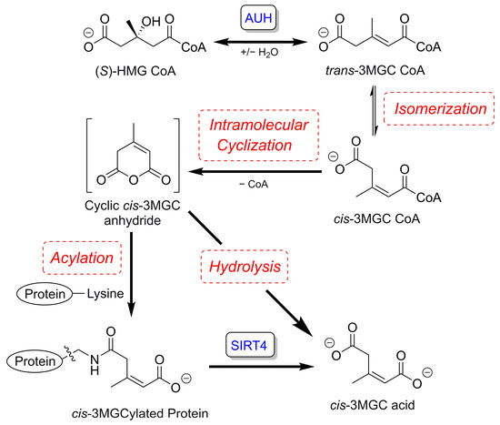 Characterization of trans-3-Methylglutaconyl CoA-Dependent Protein ...