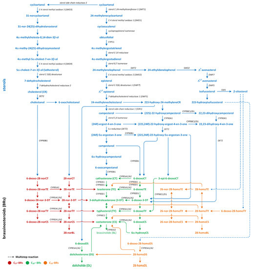 Biosynthetic Pathways of Hormones in Plants