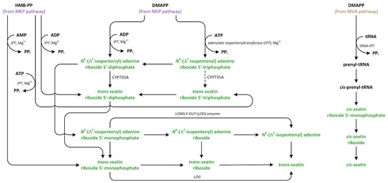 Biosynthetic Pathways of Hormones in Plants