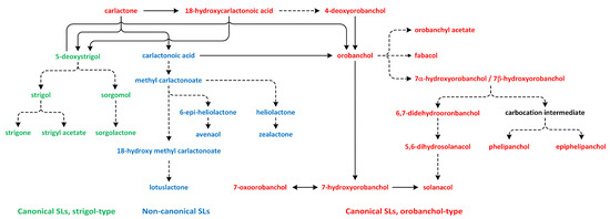 Biosynthetic Pathways of Hormones in Plants
