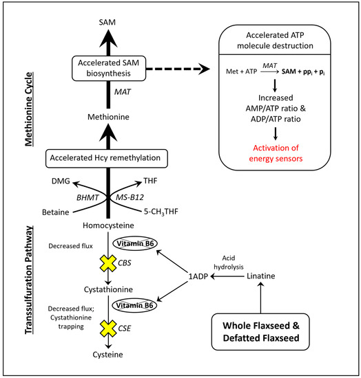 Metabolites | Free Full-Text | Flaxseed Reduces Cancer Risk by Altering ...