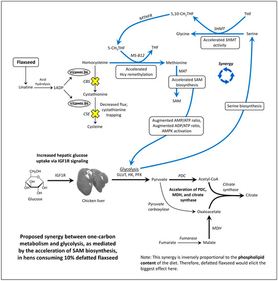 Metabolites | Free Full-Text | Flaxseed Reduces Cancer Risk by Altering ...