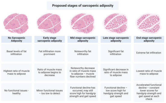 Understanding the Consequences of Fatty Bone and Fatty Muscle: How the Osteosarcopenic Adiposity ...