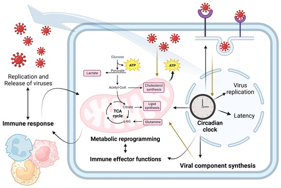 Chikungunya Virus, Metabolism, and Circadian Rhythmicity Interplay in ...