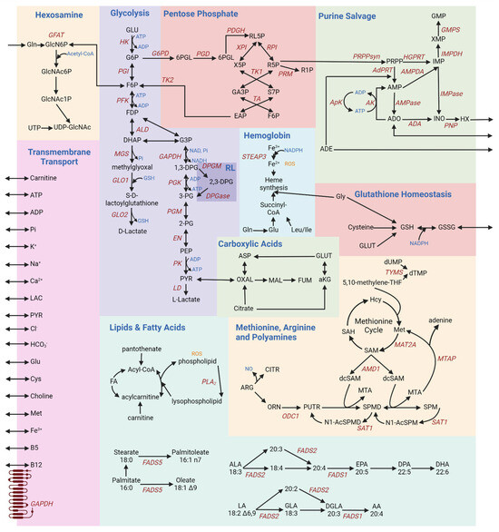 Modeling Red Blood Cell Metabolism in the Omics Era