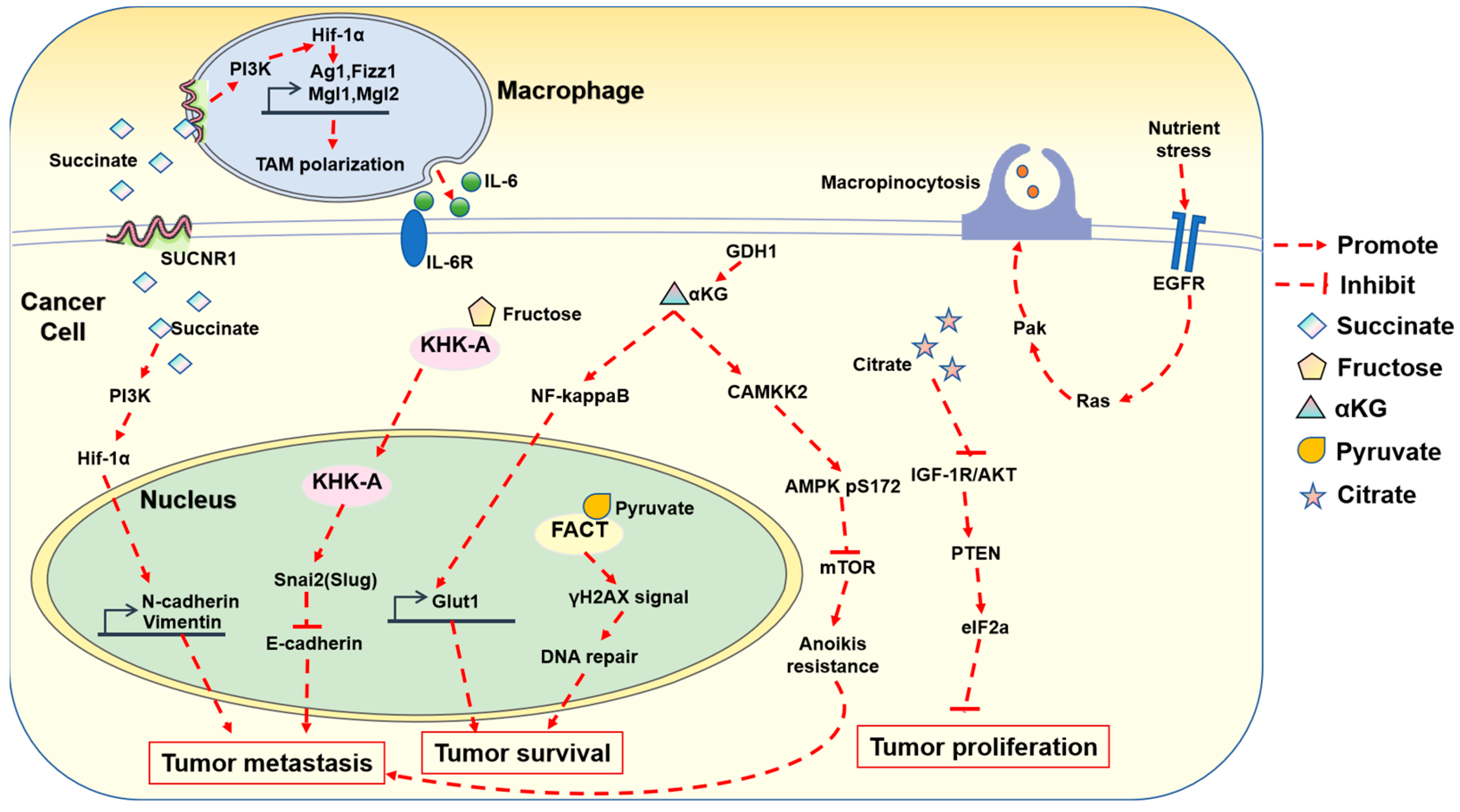 The Noncanonical Functions of Metabolites in Tumor Progression