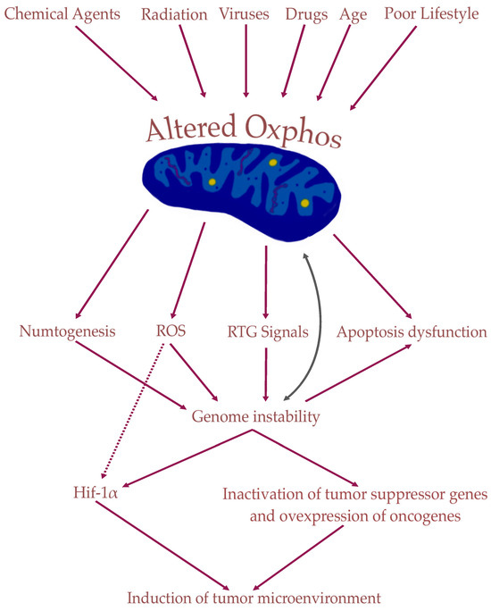 Mitochondrial–Stem Cell Connection: Providing Additional Explanations ...