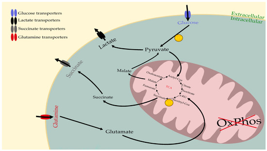 Mitochondrial–Stem Cell Connection: Providing Additional Explanations ...