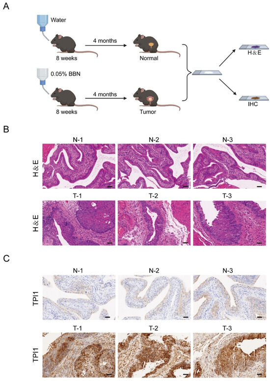 Insight into Fructose-to-Sucrose Ratio as the Potential Target of ...