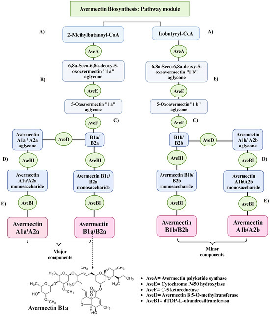 Potential of Streptomyces avermitilis: A Review on Avermectin ...