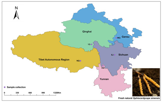 Accumulation Characteristics of Natural Ophiocordyceps sinensis ...