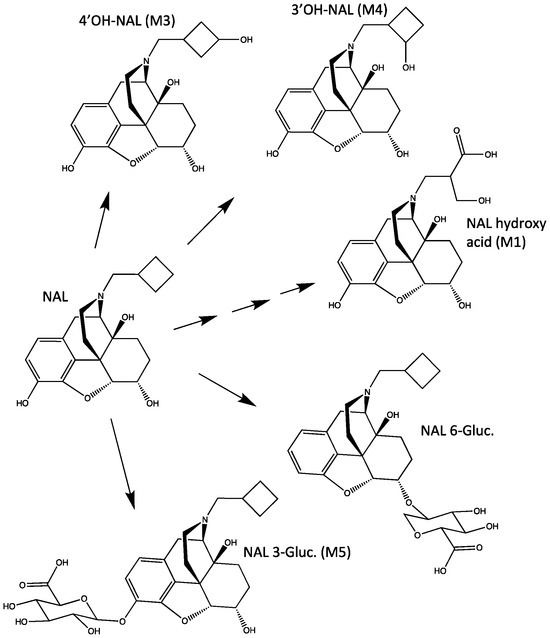 Disposition of Oral Nalbuphine and Its Metabolites in Healthy Subjects ...