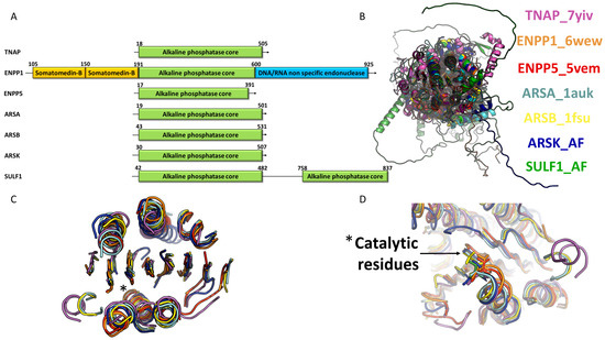 Structural and Functional Integration of Tissue-Nonspecific Alkaline ...