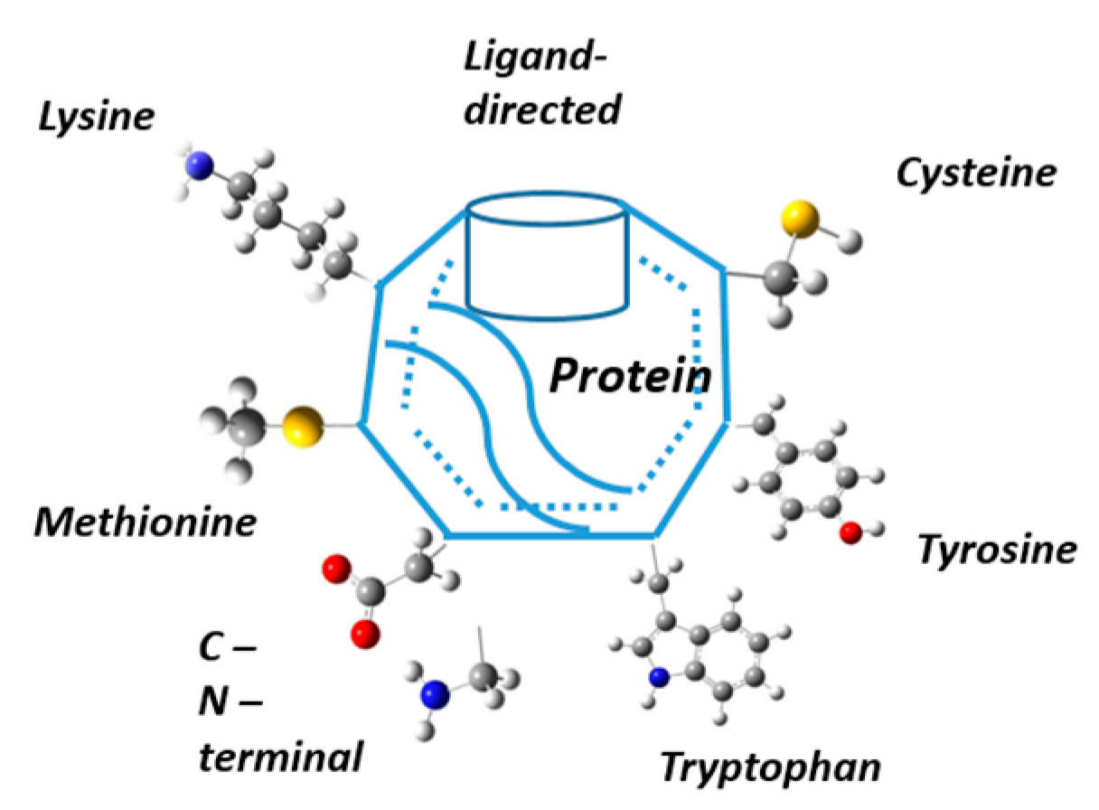 Target Bioconjugation of Protein Through Chemical, Molecular Dynamics ...