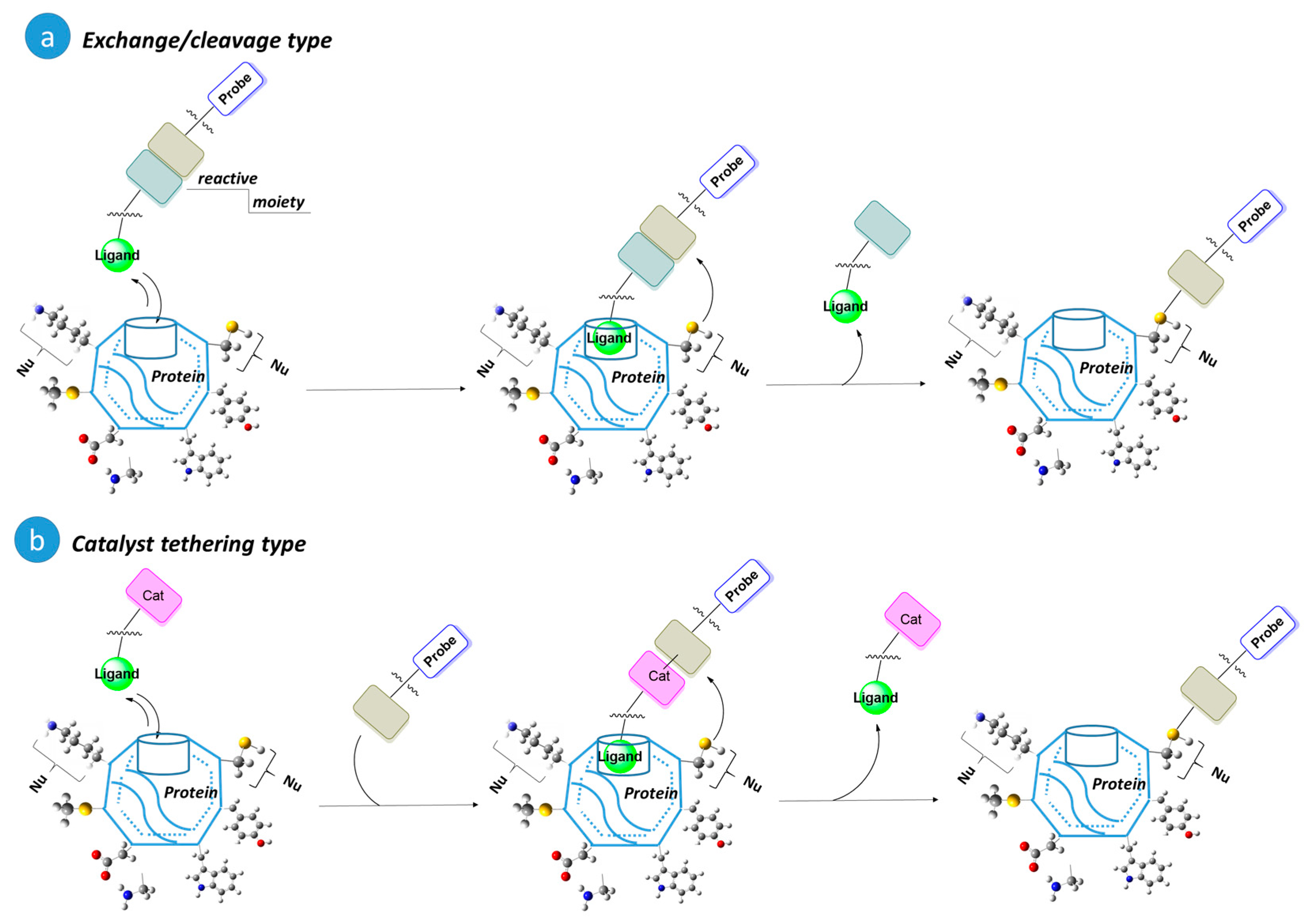 Target Bioconjugation of Protein Through Chemical, Molecular Dynamics ...