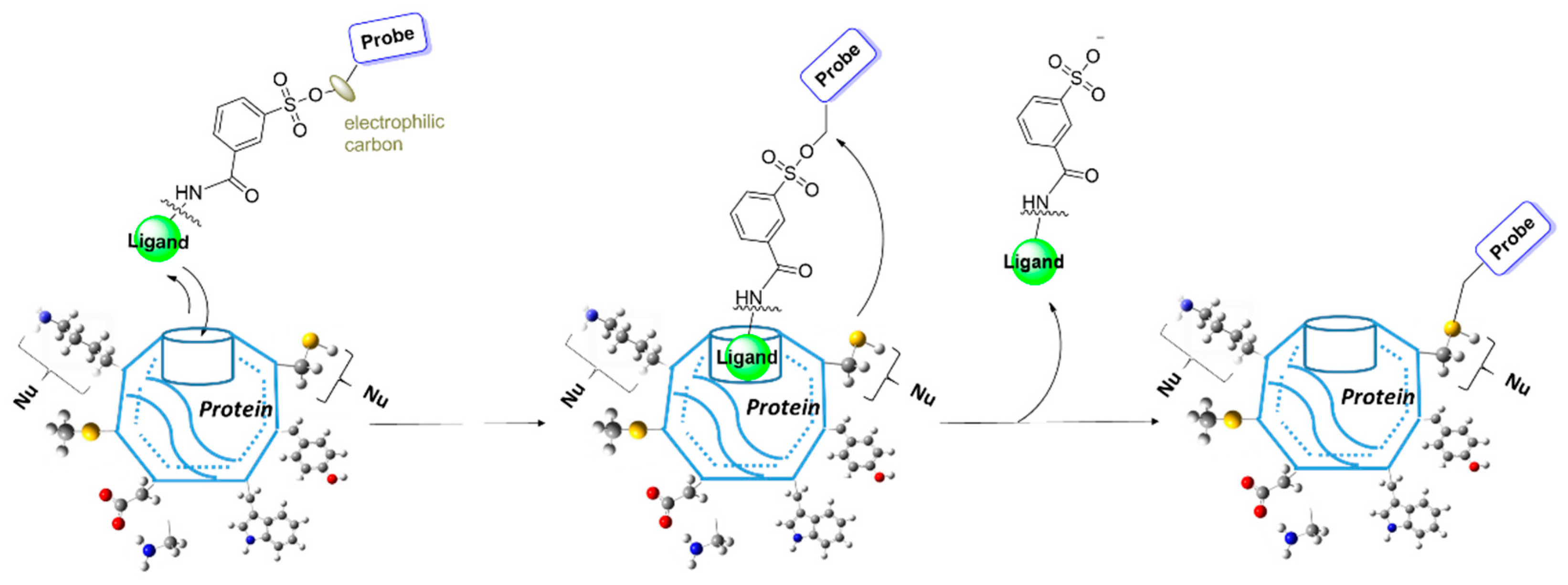 Target Bioconjugation of Protein Through Chemical, Molecular Dynamics ...