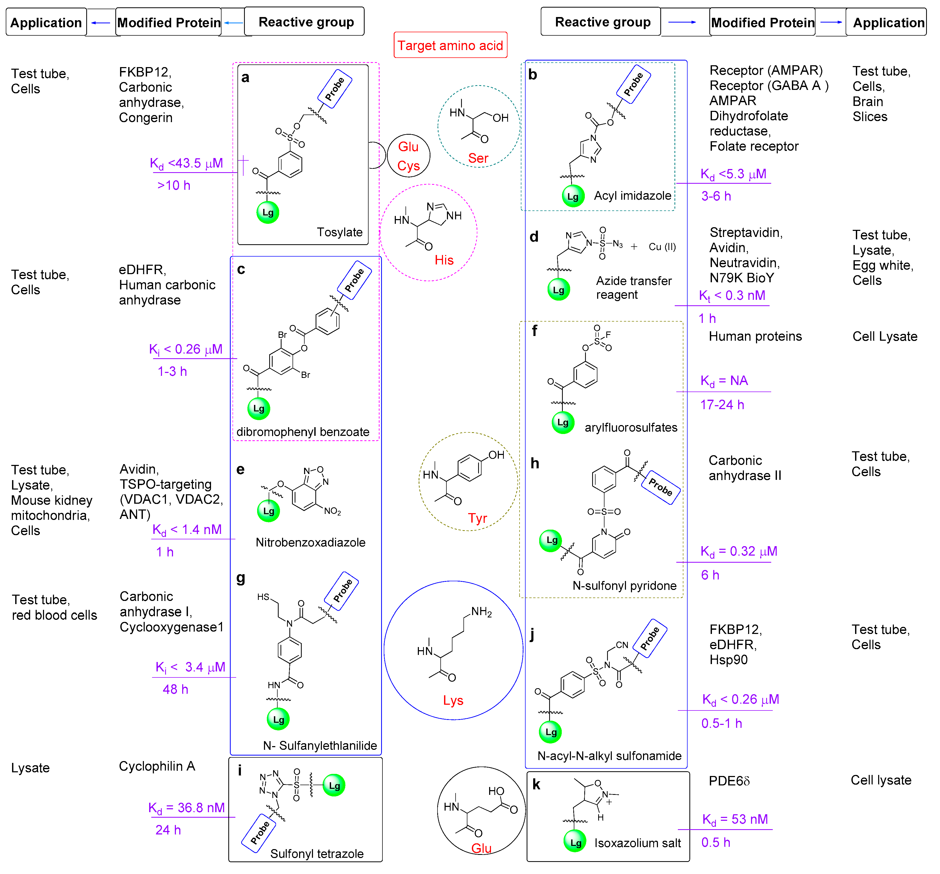 Target Bioconjugation of Protein Through Chemical, Molecular Dynamics ...
